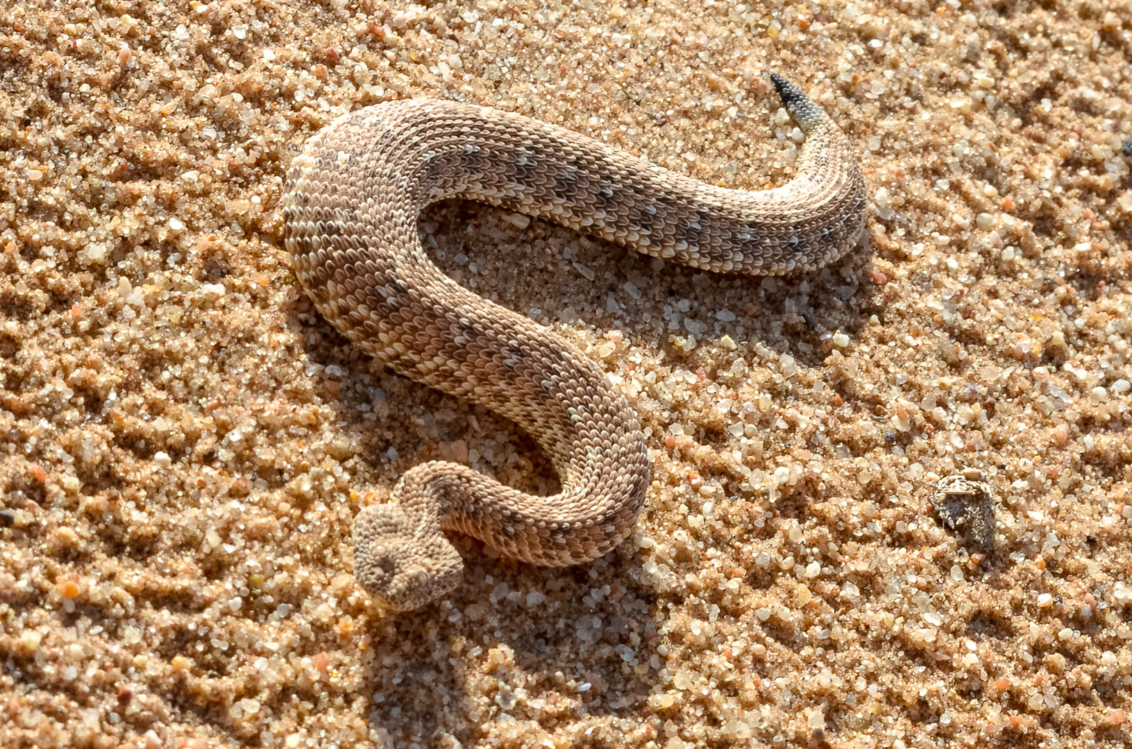 Die Little Five in Namibia - eine Tour durch die Namib Wüste | North ...