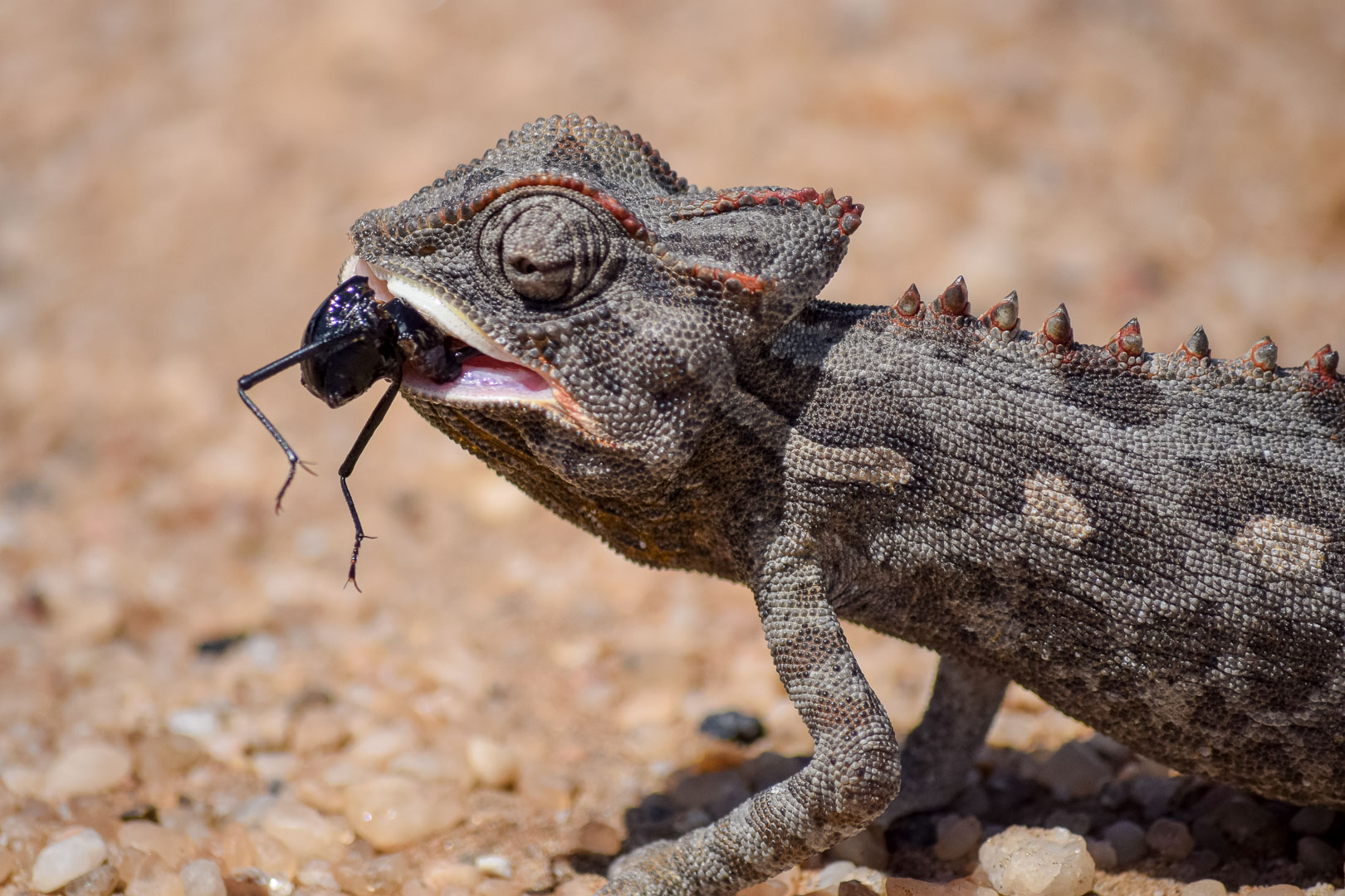 Die Little Five in Namibia - eine Tour durch die Namib Wüste | North ...