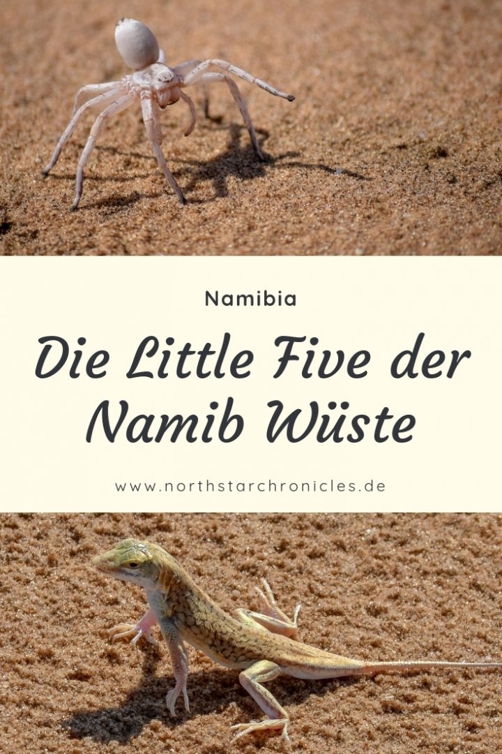 Die Little Five in Namibia - eine Tour durch die Namib Wüste | North ...